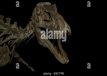 Dinosaurier versteinerte Knochen Stockfotografie - Alamy