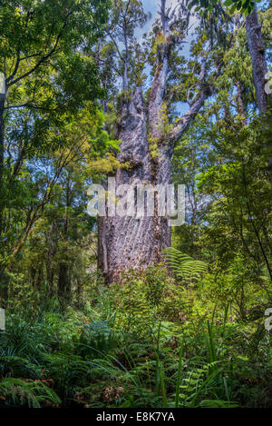 Neuseeland, Nordinsel, Waipoua Kauri Forest National Park. Kauri-Baum ...