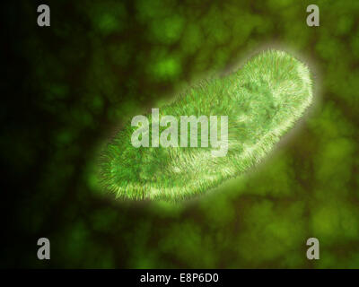 Protozoen (einzellige Eukaryonten Stockfotografie - Alamy