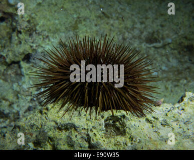 Paracentrotus lividus, eine Spezies von Seeigel purple Seeigel closeup ...