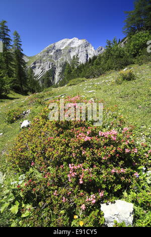 Alpen, Alpenflora, Alpenrose, Alpenrosen, Bach, Bach, Berg ...