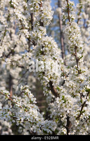 Blumen Pflaumen blühen im Frühjahr Stockfotografie - Alamy