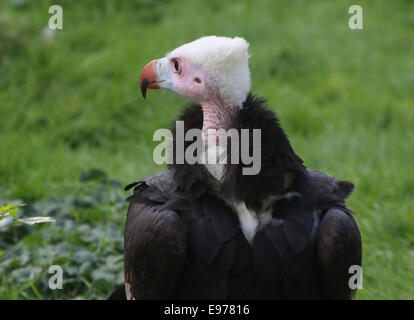 Afrikanische weißköpfige Geier (Trigonoceps Occipitalis) im Flug ...
