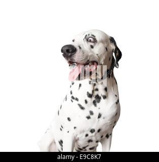 Nahaufnahme der Dalmatiner Hund ich auf Kamera mit großen schwarzen ...