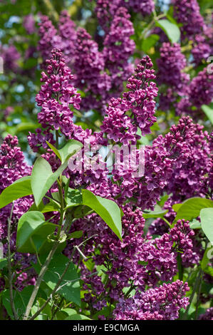 Fliederbaum syringa vulgaris vor einem klaren blauen Himmel im Frühling ...