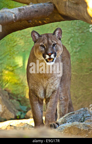 PUMA / Berglöwe / Silberloewe / Puma Stockfotografie - Alamy