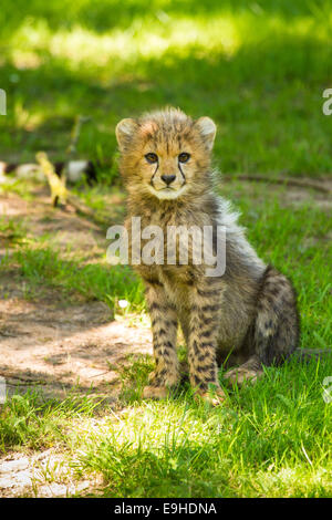 Tierwelt Geparden Gepard junges Baby Säugling Cub Acinonyx Jubatus ...