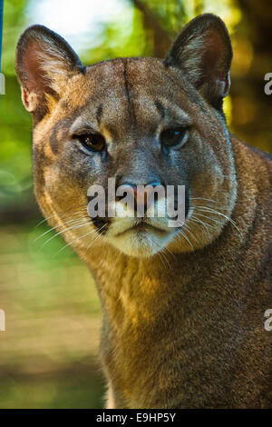 PUMA / Berglöwe / Silberloewe / Puma Stockfotografie - Alamy