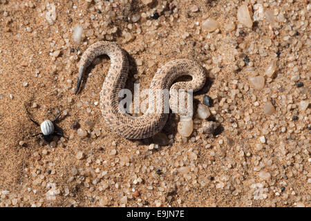 Sidewinder-Schlange (Peringuey Addierer) (Bitis Peringueyi), Skeleton ...