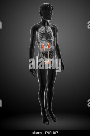 Die menschlichen männlichen Harnblase und Harnröhre Stockfoto, Bild ...