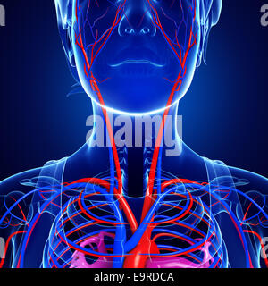 das menschliche Gefäßsystem - Hals Stockfoto, Bild: 89773256 - Alamy