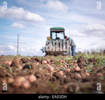 Bauer arbeiten im Feld, der Ernte von frischen Produkten in gepflanzten ...