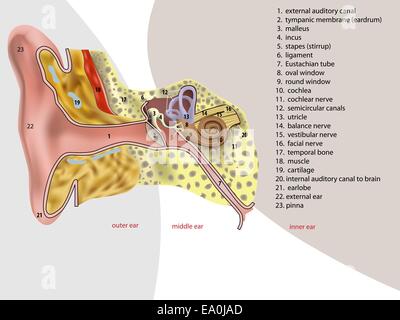 Menschliche Ohr-Anatomie Stockfoto, Bild: 49074635 - Alamy