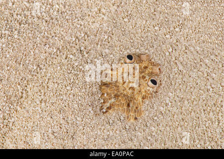 Sidewinder-Schlange (Peringuey Addierer) (Bitis Peringueyi), Skeleton ...