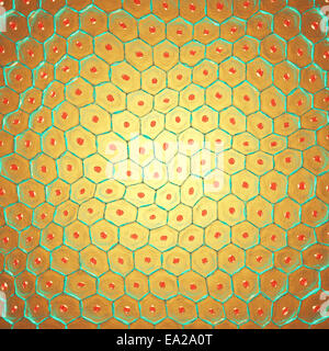 Menschliche Hautzellen Haut Anatomie Stockfotografie - Alamy