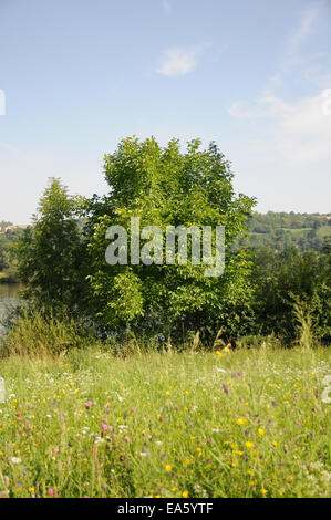 Walnuss, Walnuß, Rinde, Borke, Stamm, Wal-Nuss, Wal-Nuß, Juglans regia ...