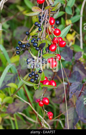 Schwarzen Beeren der wilden Liguster Stockfotografie - Alamy