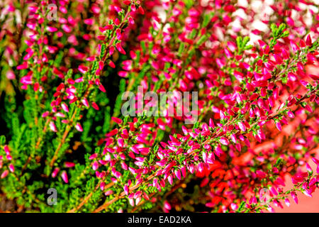 Erica Carnea Heidekraut weiße Blume Garten Pflanze Winter Frühling ...