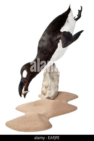 Modell der Riesenalk (Pinguinus impennis) Kopf und Bill am Natural ...