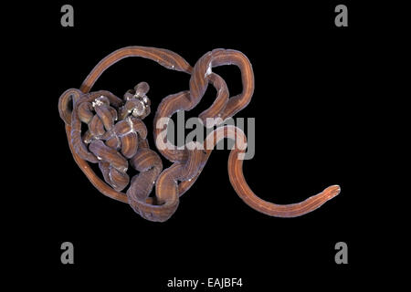 Bootlace Wurm - Lineus longissimus Stockfotografie - Alamy