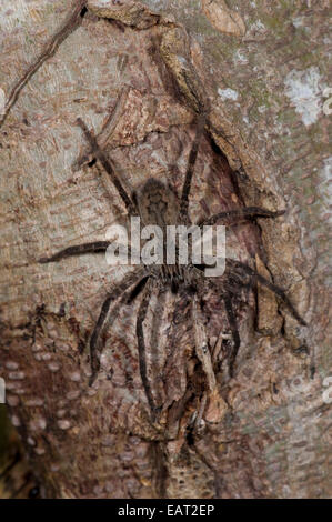 Huntsman Spinne (Heteropoda SP.) auf Baumstamm im tropischen Regenwald ...