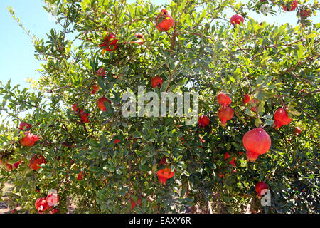 Granatapfel Baum Obstgarten Stockfoto, Bild: 89358181 - Alamy