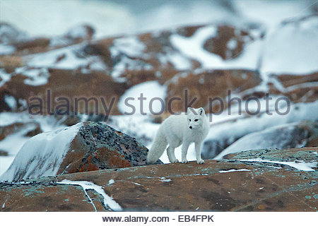 Polarfuchs (Vulpes Lagopus) auf der Suche nach Nahrung in seichtem ...