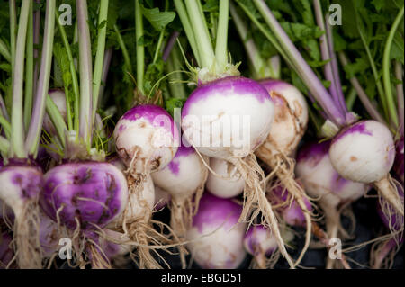 Weiße Rübe (Brassica Rapa) im Feld im Sommer Stockfoto, Bild: 100847482 ...