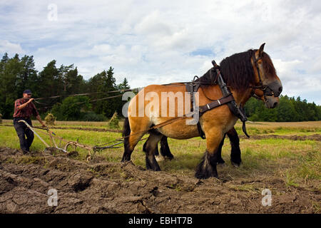 Mann mit Pferd der Pflug Pflügen der Felder in den Weinbergen im ...