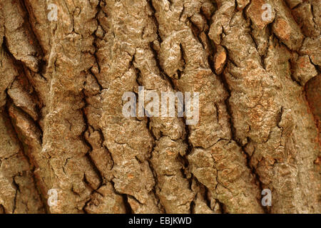Rinde einer Ahorn-Baum-Nahaufnahme Stockfoto, Bild: 30366457 - Alamy