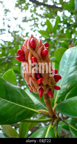 Reife Magnolie Frucht und Samen (Magnolia Grandiflora) - Virginia USA ...