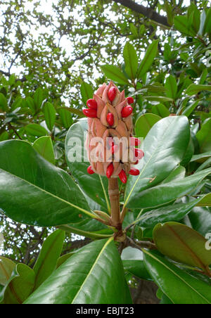 Reife Magnolie Frucht und Samen (Magnolia Grandiflora) - Virginia USA ...