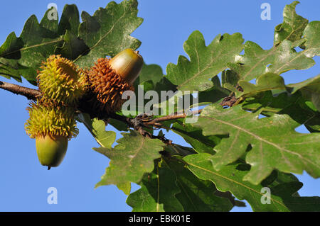 Türkei-Eiche (Quercus Cerris), Zweig mit unreifen Eicheln Stockfoto ...