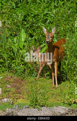Reh-Weibchen steht mit ihrem Rehkitz auf einem Feld und schaut ...