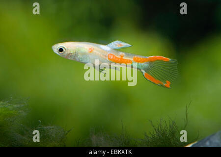 Der Endler Guppy (Poecilia Wingei) männlich 'Red Tiger' Stockfotografie ...