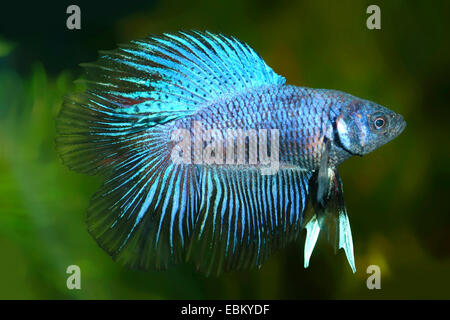 Betta Fisch, siamesische Kampffische Betta Splendens (Halfmoon Betta ...