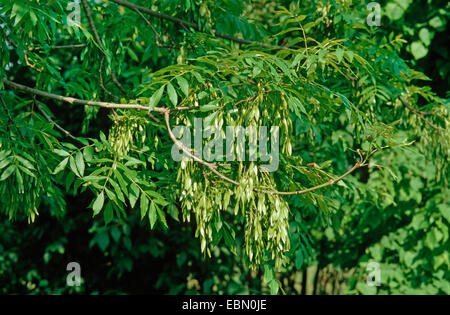 Gemeine Esche, Europäische Esche, Obst, Frucht, Früchte, Fraxinus ...