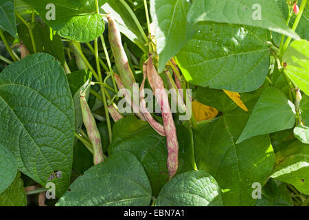 Gewöhnliche Bohne (Phaseolus vulgaris) bei Anbau Feld Stockfoto, Bild ...