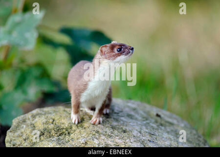Hermelin, Hermelin, kurzschwänzige Wiesel (Mustela Erminea), im Schnee ...