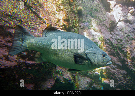 Polyprion americanus, Wrackbarsch, Stein Bass, einem großen ...