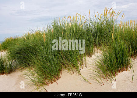 Strand von europäischen Strandhafer, Dünengebieten Grass, Grass, Psamma ...