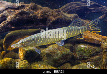 Hecht, Hecht (Esox Lucius), Schwimmen Larve, Deutschland ...