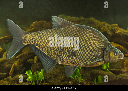 Gemeinsame Brachsen, Brassen, Karpfen Brassen (abramis Brama ...
