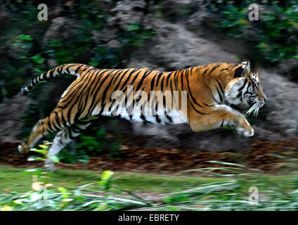 Tiger (Panthera Tigris), springen Stockfoto, Bild: 9941471 - Alamy