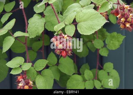 Wein, Himbeeren, Wineberry (Rubus Phoenicolasius), Fruchtkörper ...