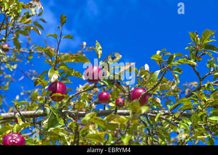 Malus Domestica Gloster, Apfelbaum Stockfotografie - Alamy
