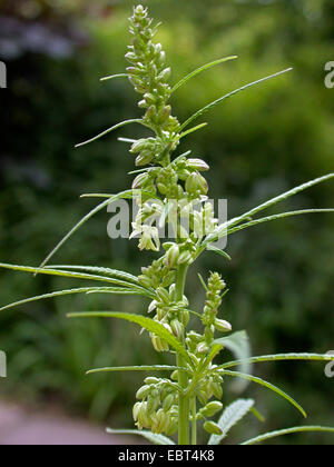 Blüte der männlichen Hanfpflanze Stockfotografie - Alamy
