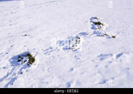 Reh - Spur im Schnee Stockfotografie - Alamy