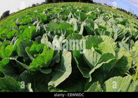 weißer Kohl (Brassica Oleracea var. Capitata F. Alba), Leiter der Kohl ...