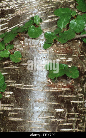 Antarktis südliche Buche Rinde Stockfotografie - Alamy
